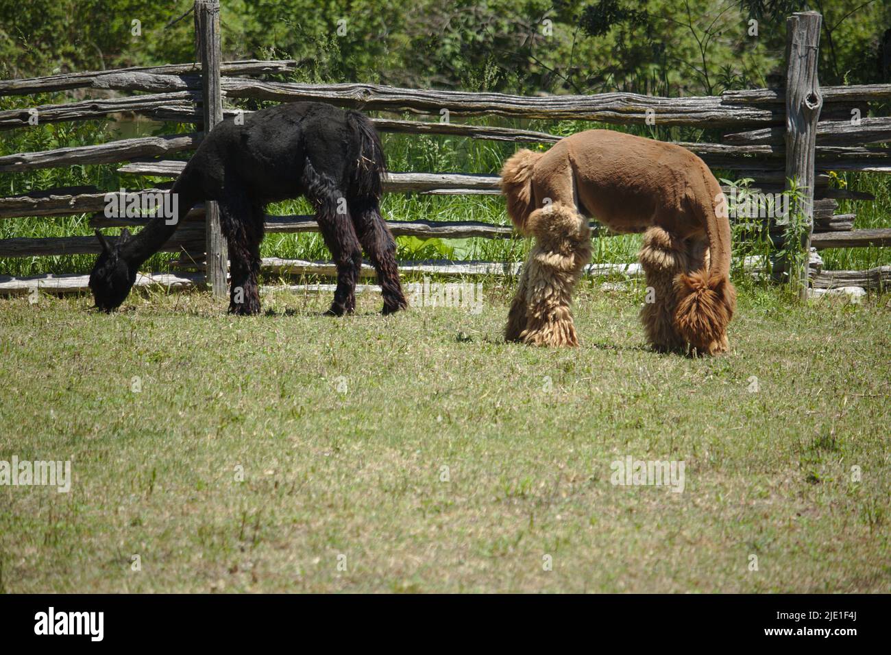 Wool bearing animals hi-res stock photography and images - Alamy