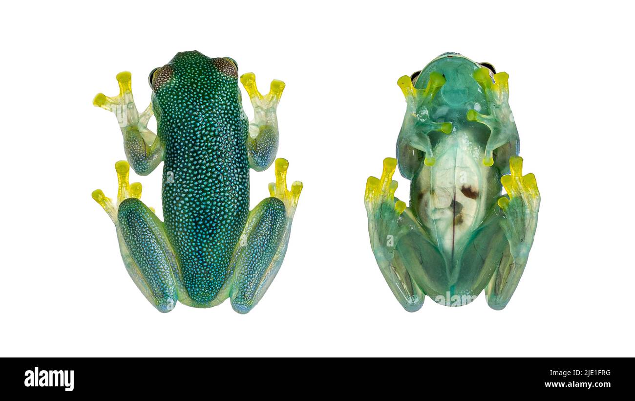 Top and belly view of glass Frog aka Cochranella granulosa, showing see ...