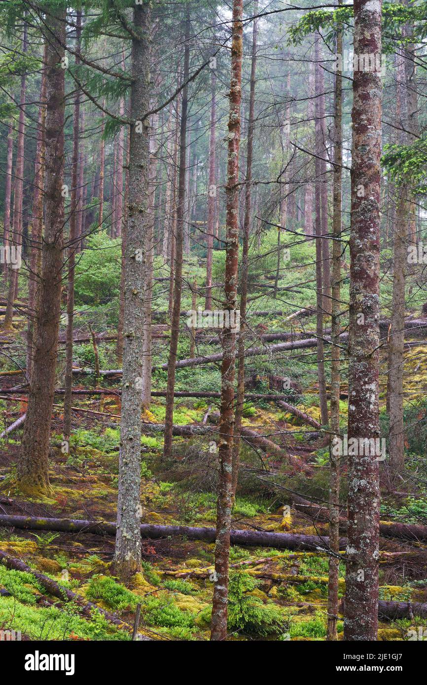 Conifer plantation with fallen trees criss-crossing the woodland floor ...
