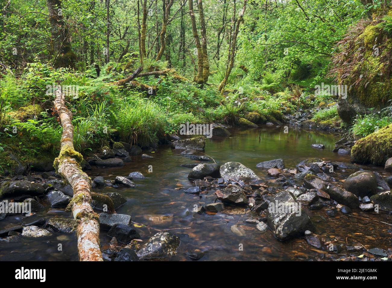Wooded ecosystem hi-res stock photography and images - Alamy