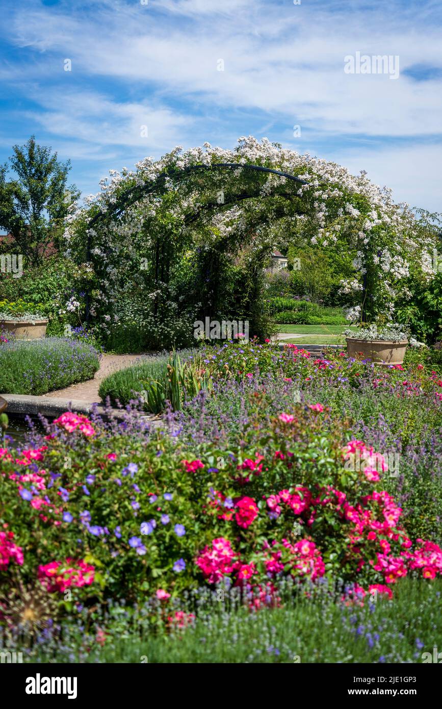 Rosa mulliganii, Mulligan rose on an archway in the Cottage Garden, RHS ...