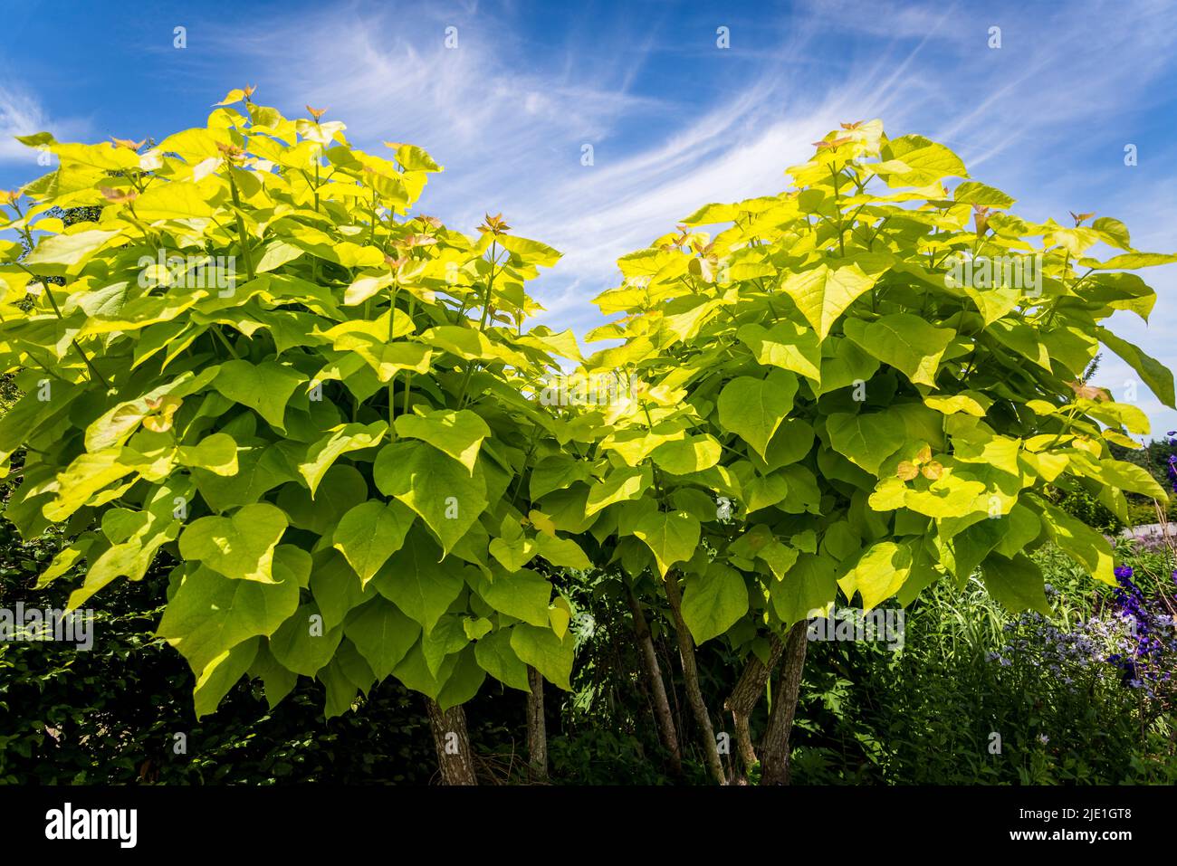 Golden catalpa hi-res stock photography and images - Alamy
