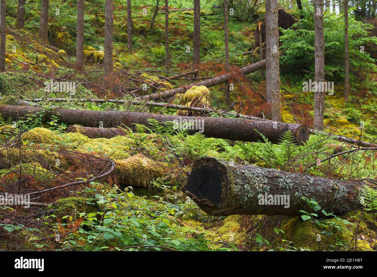 Trees cut with chainsaw in conifer plantation Stock Photo - Alamy