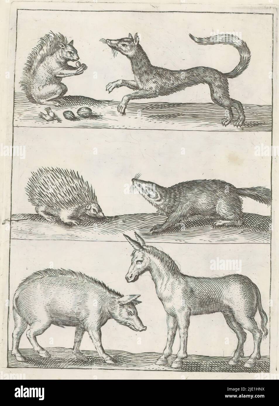 Squirrel, hedgehog, donkey, pig and other animals, Land animals (series ...