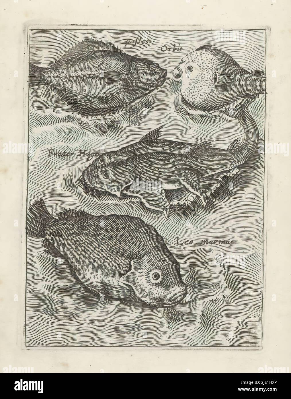 Plaice, Hedgehog fish, Frater Hugo and Sea Lion fish, Fish (series ...