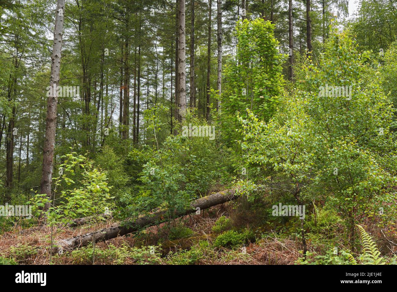Natural regeneration of trees and scrub in a woodland clearing after ...