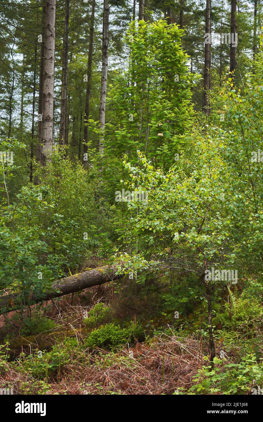 Natural regeneration of trees and scrub in a woodland clearing after ...