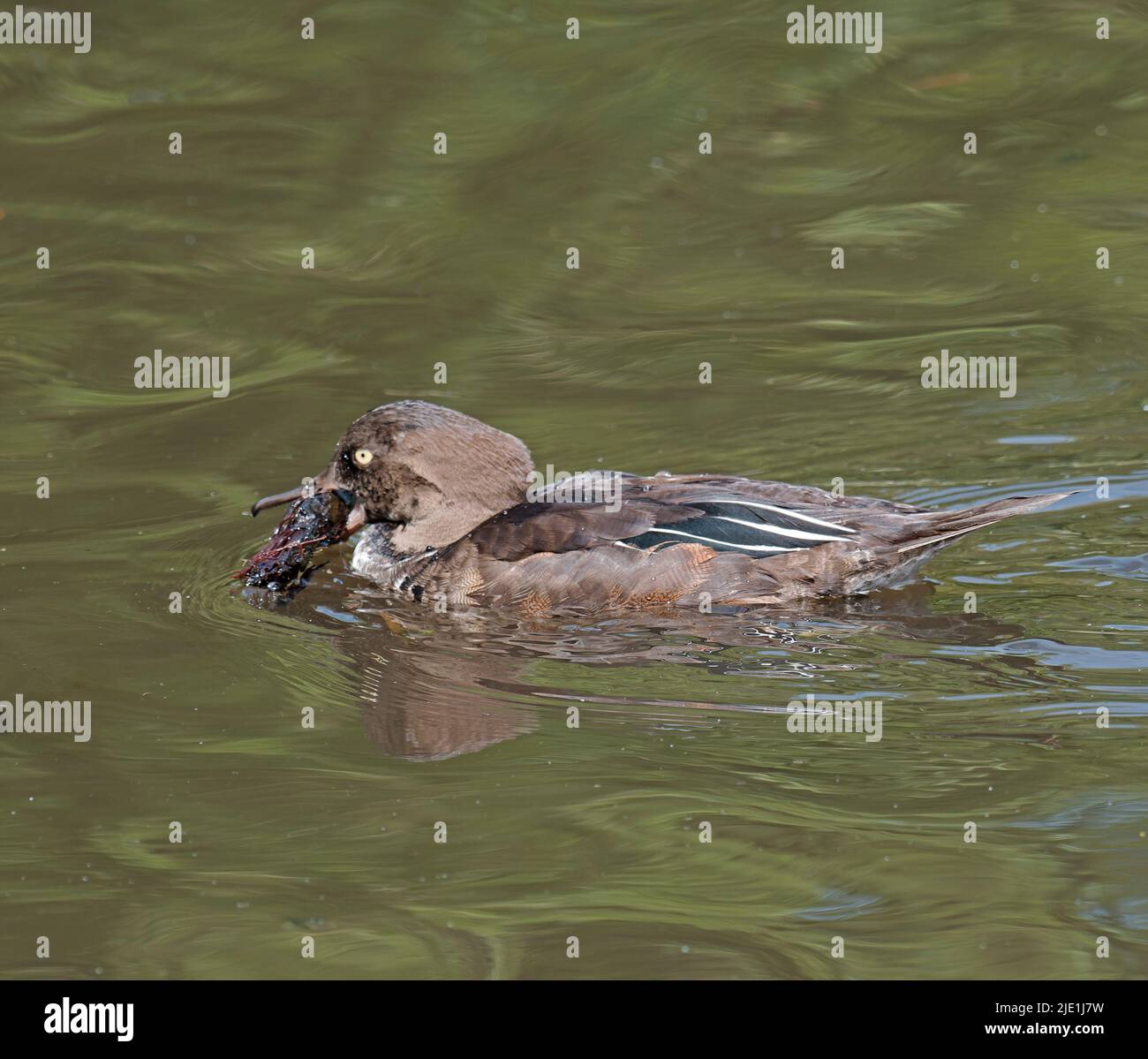 Smew, Female, Mergellus albellus Stock Photo - Alamy