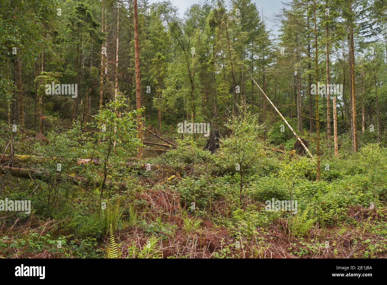 Natural regeneration of trees and scrub in a woodland clearing after ...