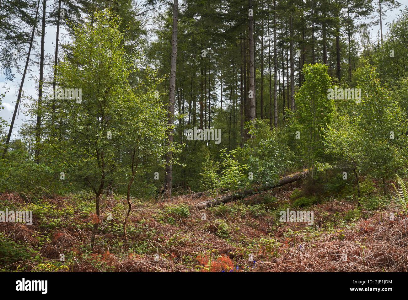 Natural birch regeneration of trees and scrub in a woodland clearing ...