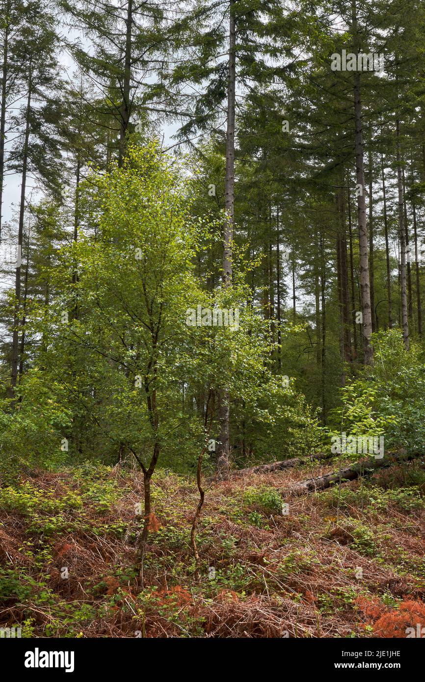 Natural birch regeneration of trees and scrub in a woodland clearing ...