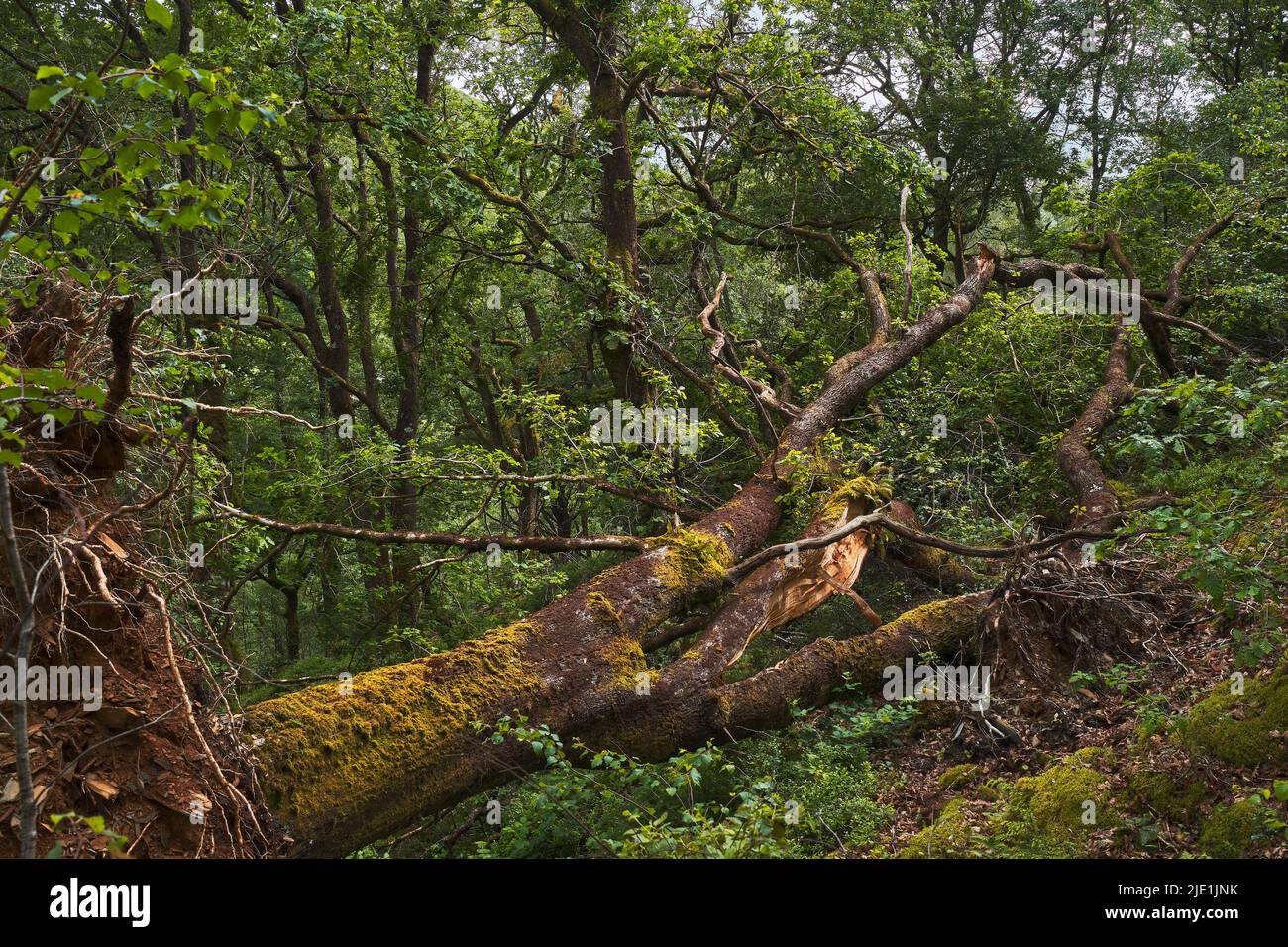 Decaying oak hi-res stock photography and images - Alamy
