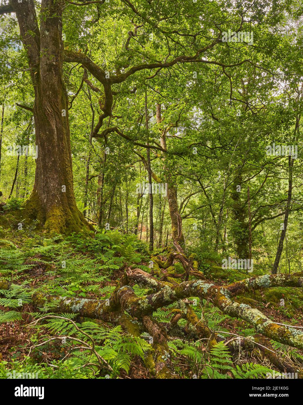 Shaded woodland opening in oak woodland, Wales (portrait Stock Photo ...