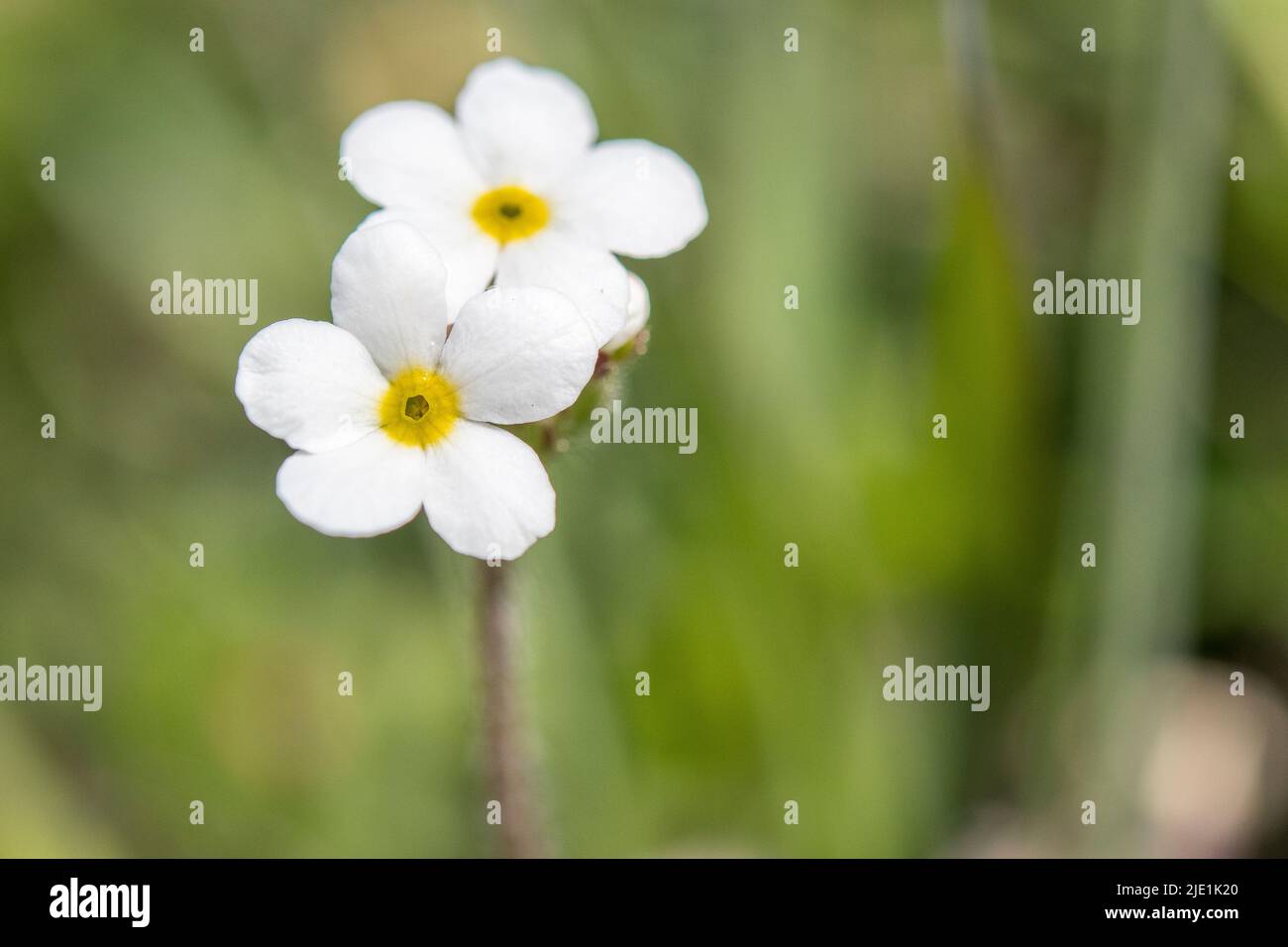 The Primulaceae commonly known as the primrose family Stock Photo - Alamy