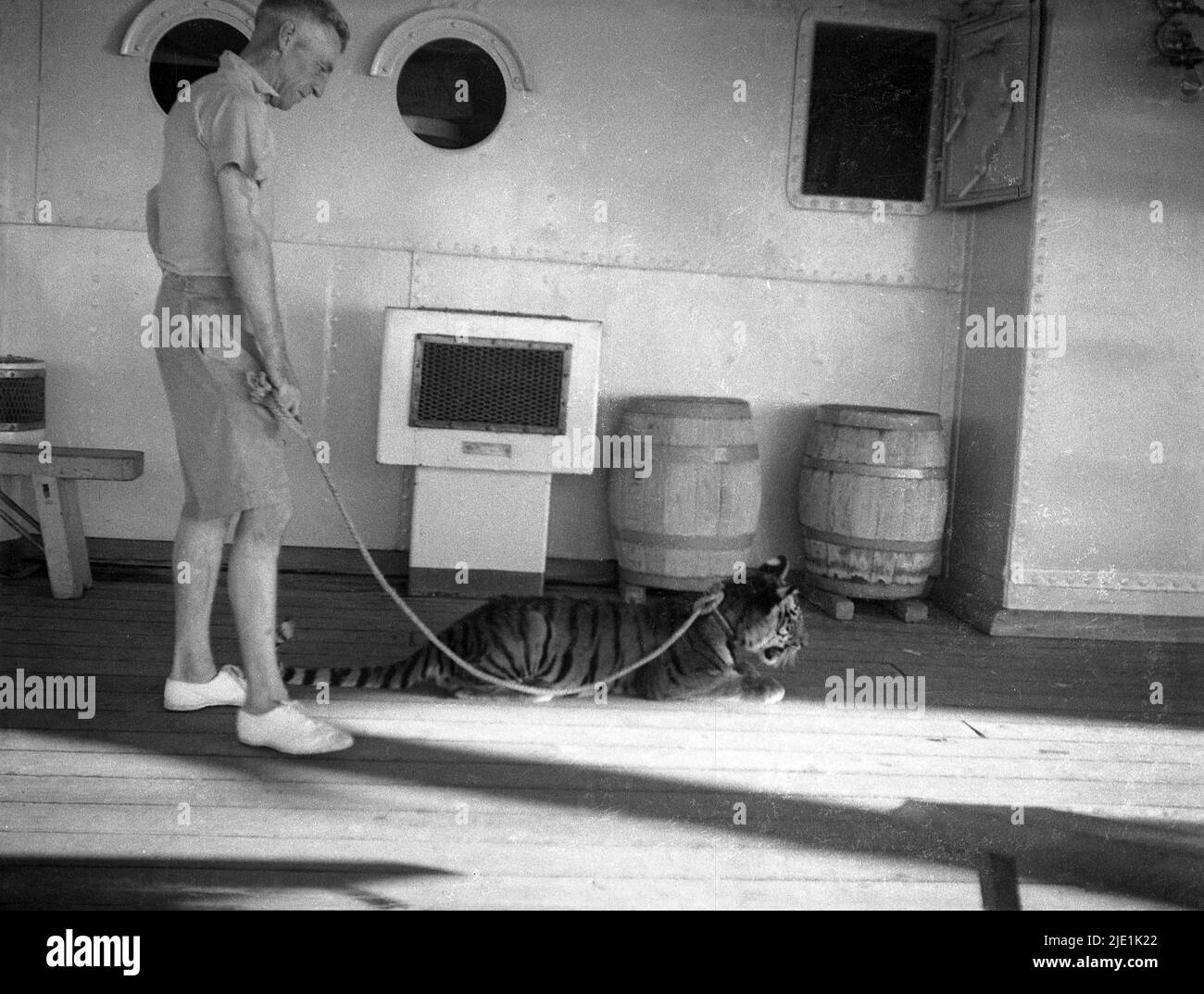 1930s, historical, a tiger lying down on the outside wooden deck of a ...