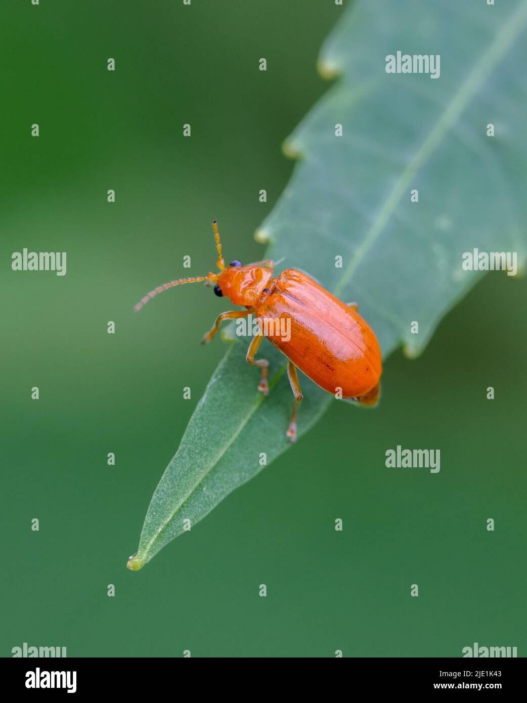 Macro close up photo of a bug. this photo was taken from Bangladesh ...