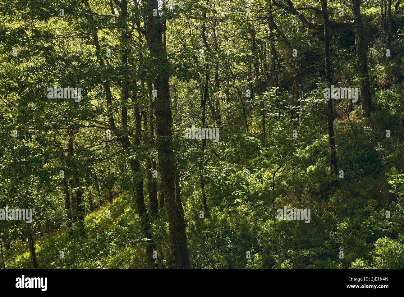 Dappled sunlight and shading in oak woodland Stock Photo - Alamy
