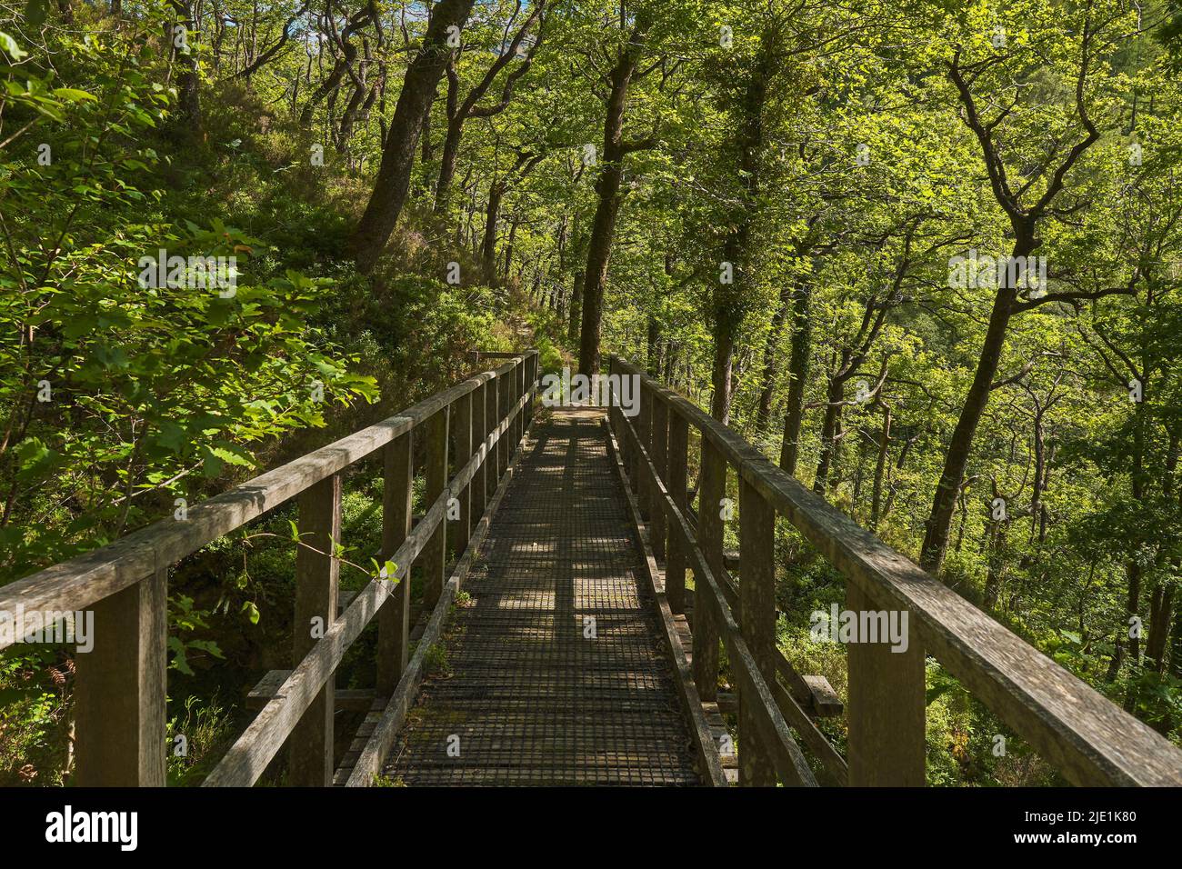 Wooden bridge leading across ravine into oak woodland Stock Photo - Alamy