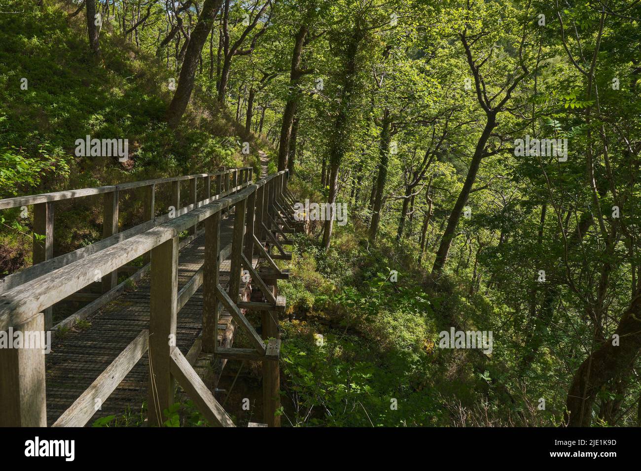 Wooden bridge leading across ravine into oak woodland Stock Photo - Alamy
