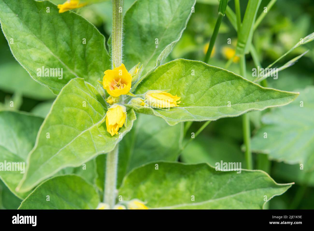 Lysimachia punctata, the dotted loosestrife, large yellow loosestrife ...
