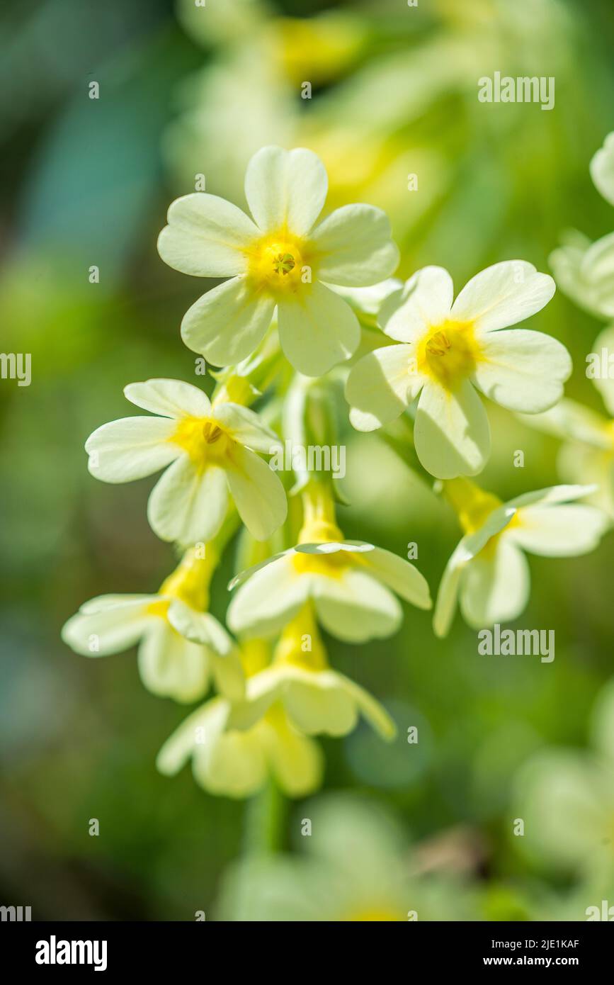 Primula elatior, the oxlip (or true oxlip), is a species of flowering ...