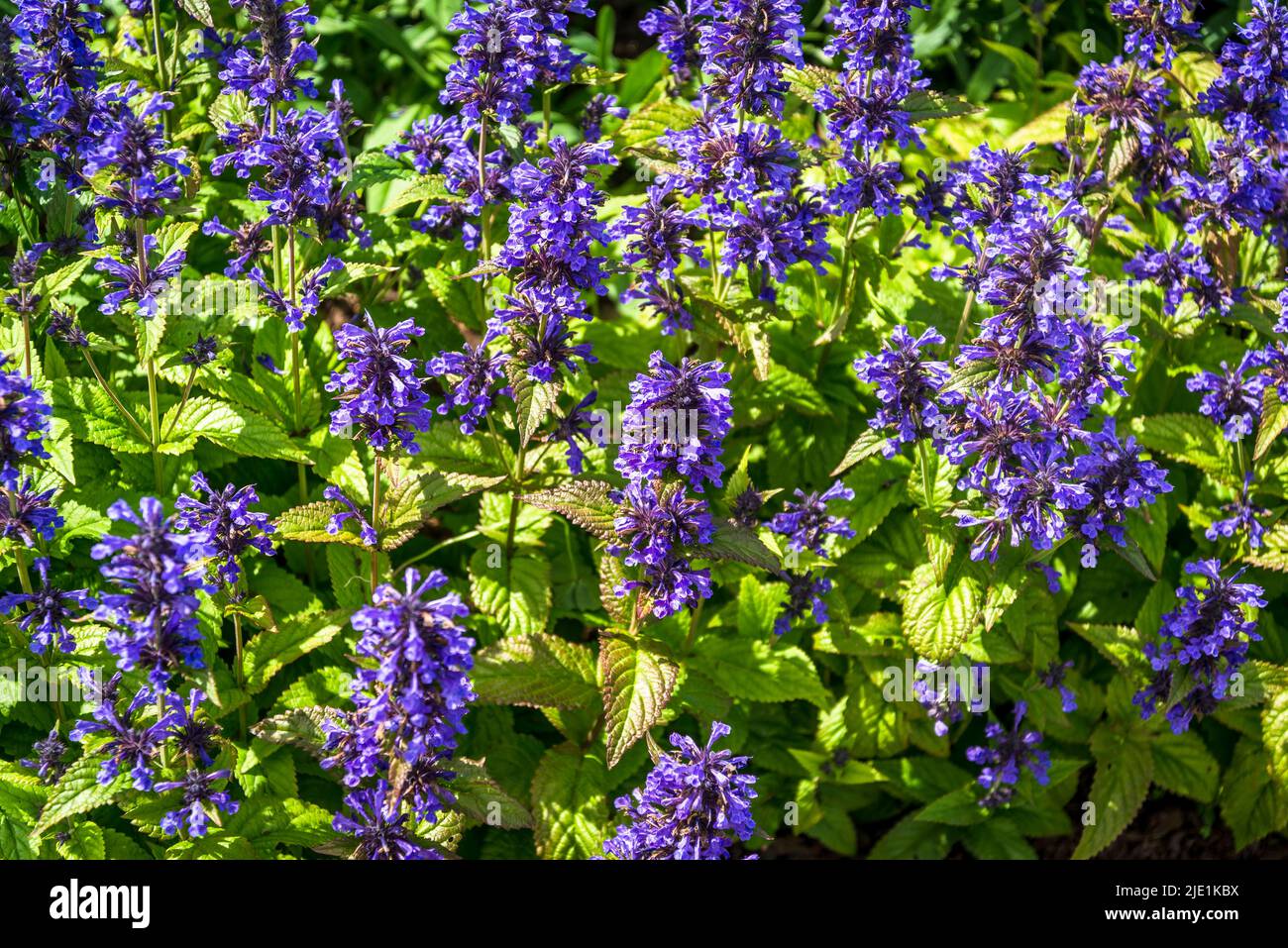 Nepeta (Neptune) = 'Bokratune', Catmint Stock Photo - Alamy