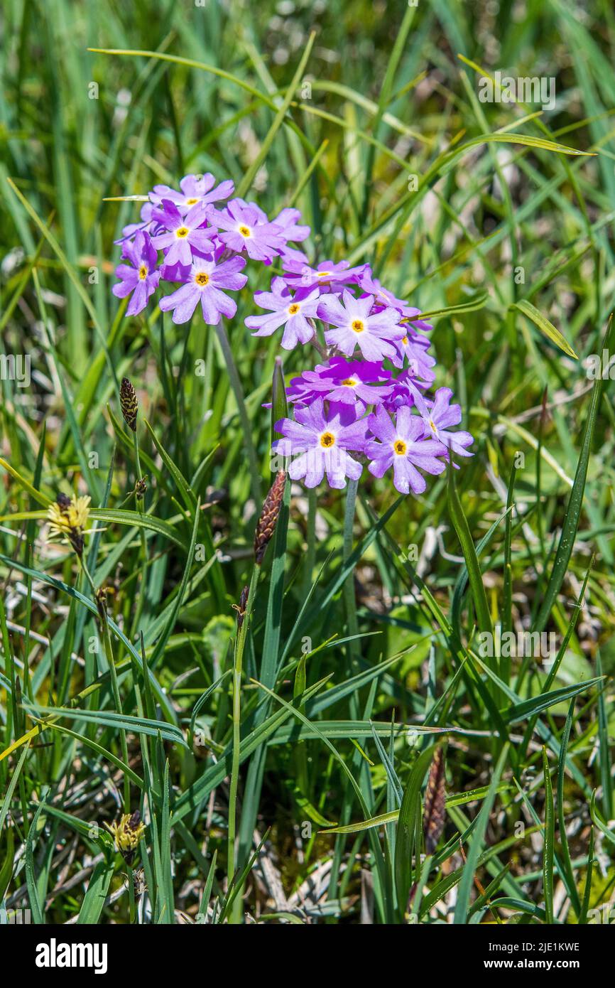 Primula farinosa, the bird's-eye primrose, is a small perennial plant ...