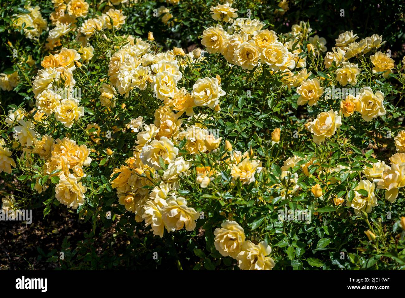 Gold spice hi-res stock photography and images - Alamy