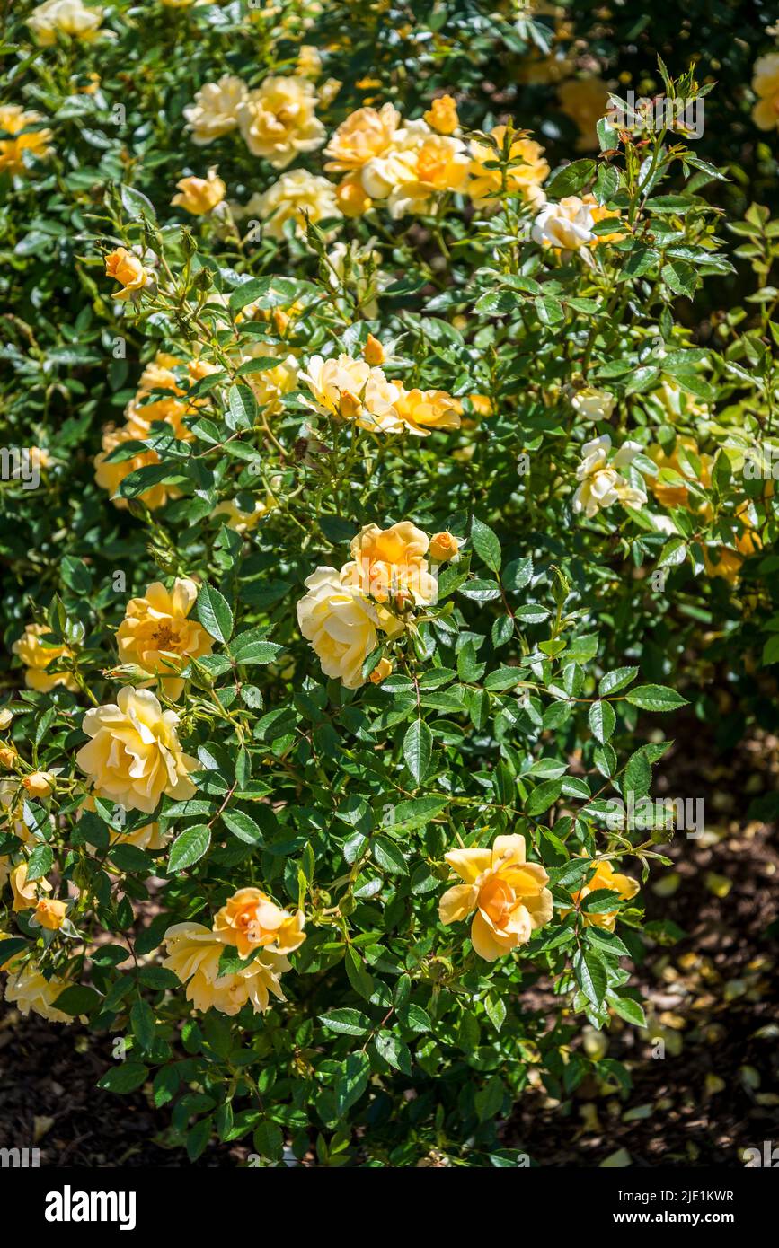 Rose gold spice hi-res stock photography and images - Alamy