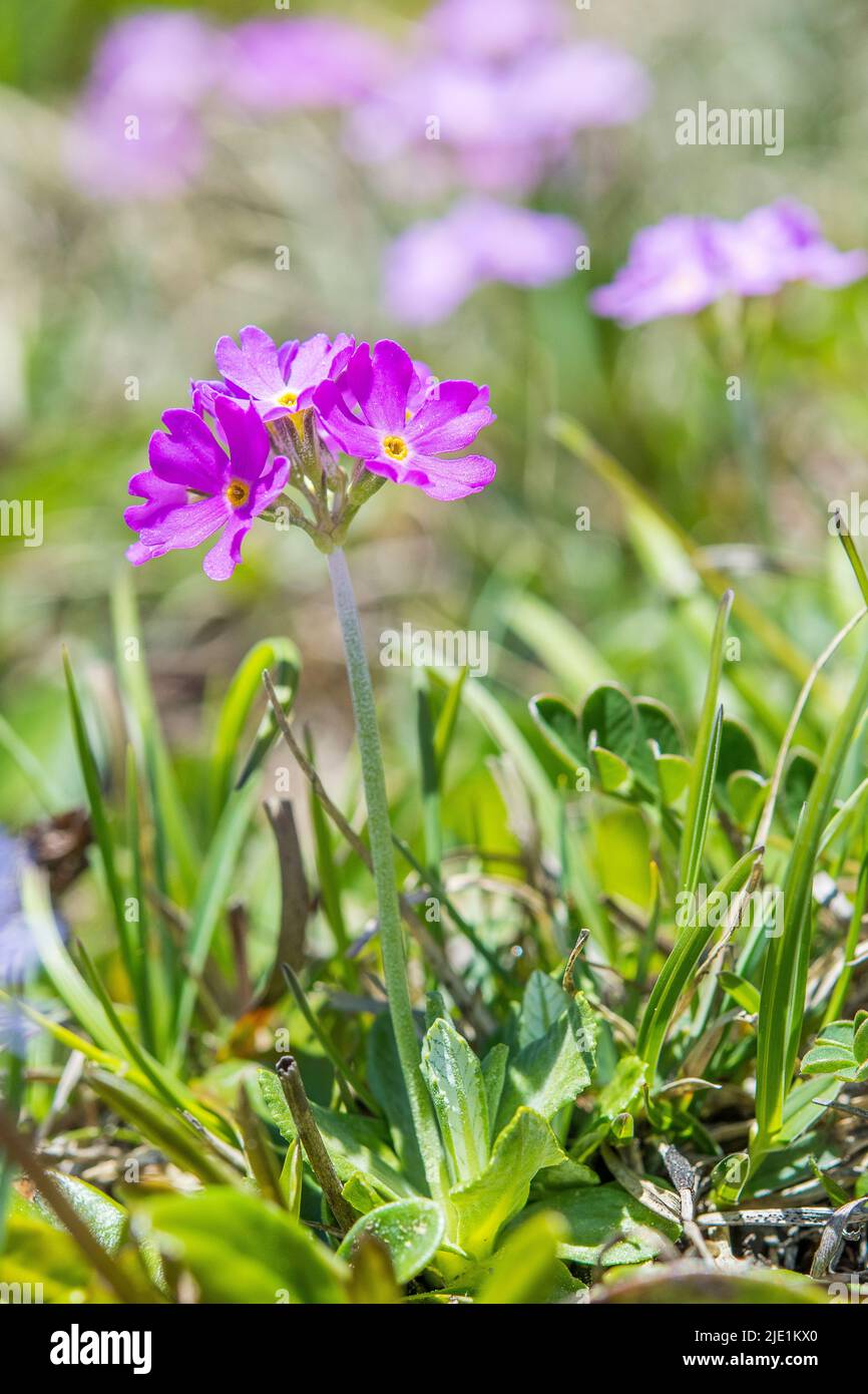 Primula farinosa, the bird's-eye primrose, is a small perennial plant ...