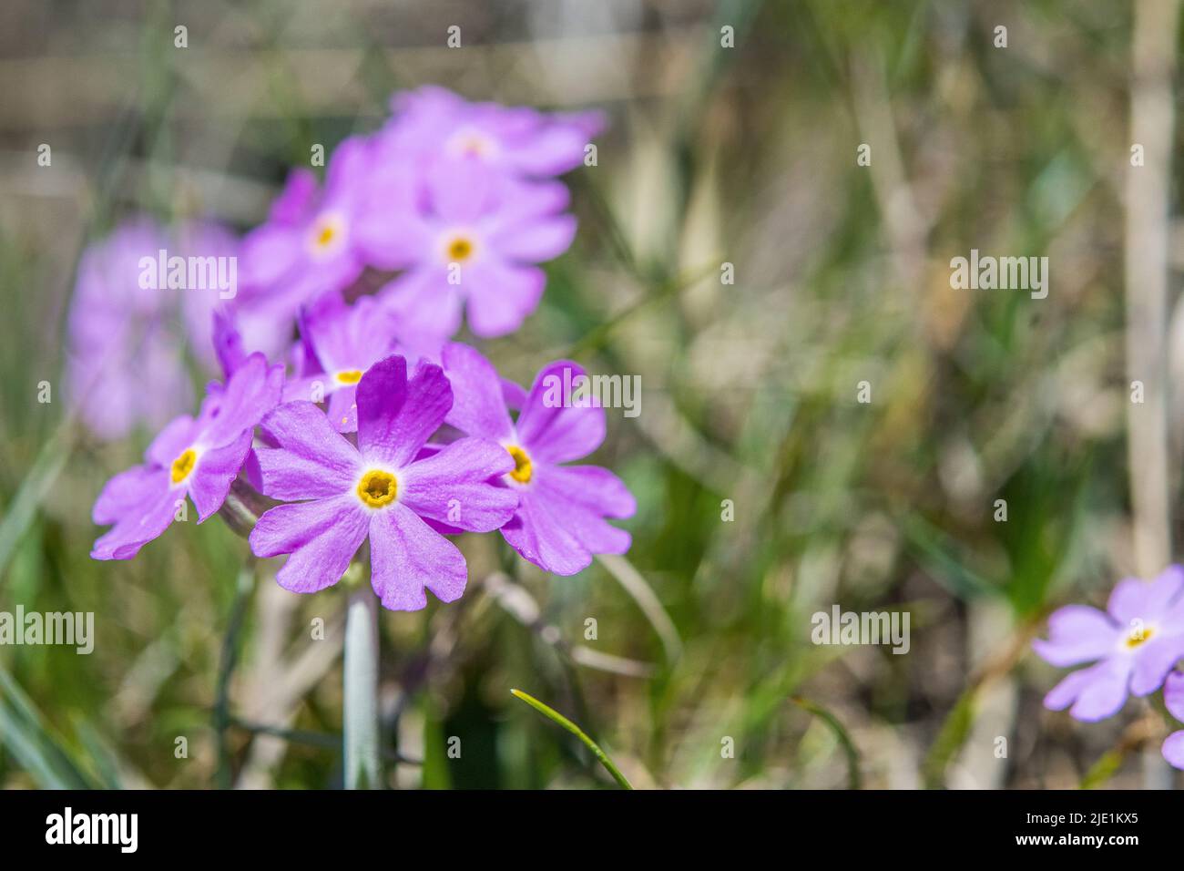 Primula farinosa, the bird's-eye primrose, is a small perennial plant ...