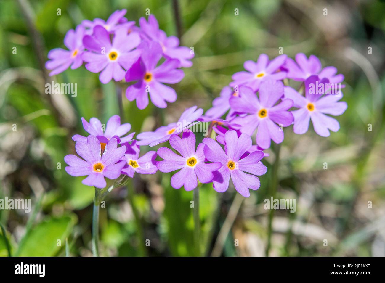 Primula farinosa, the bird's-eye primrose, is a small perennial plant ...
