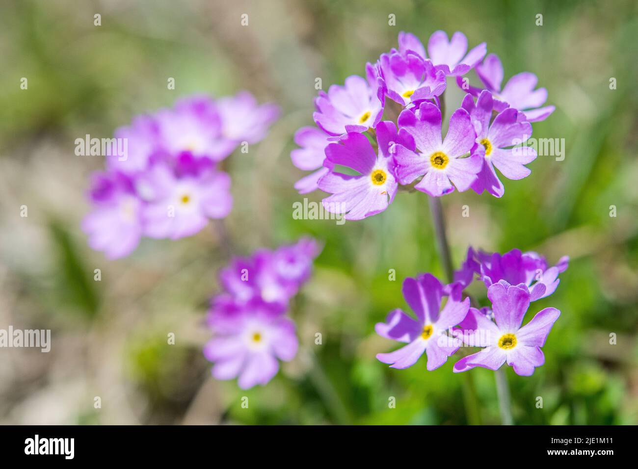 Primula farinosa, the bird's-eye primrose, is a small perennial plant ...