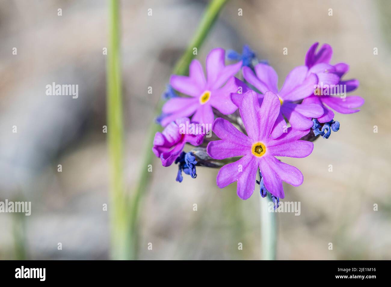 Primula farinosa, the bird's-eye primrose, is a small perennial plant ...