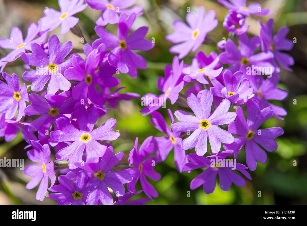 Primula farinosa, the bird's-eye primrose, is a small perennial plant ...