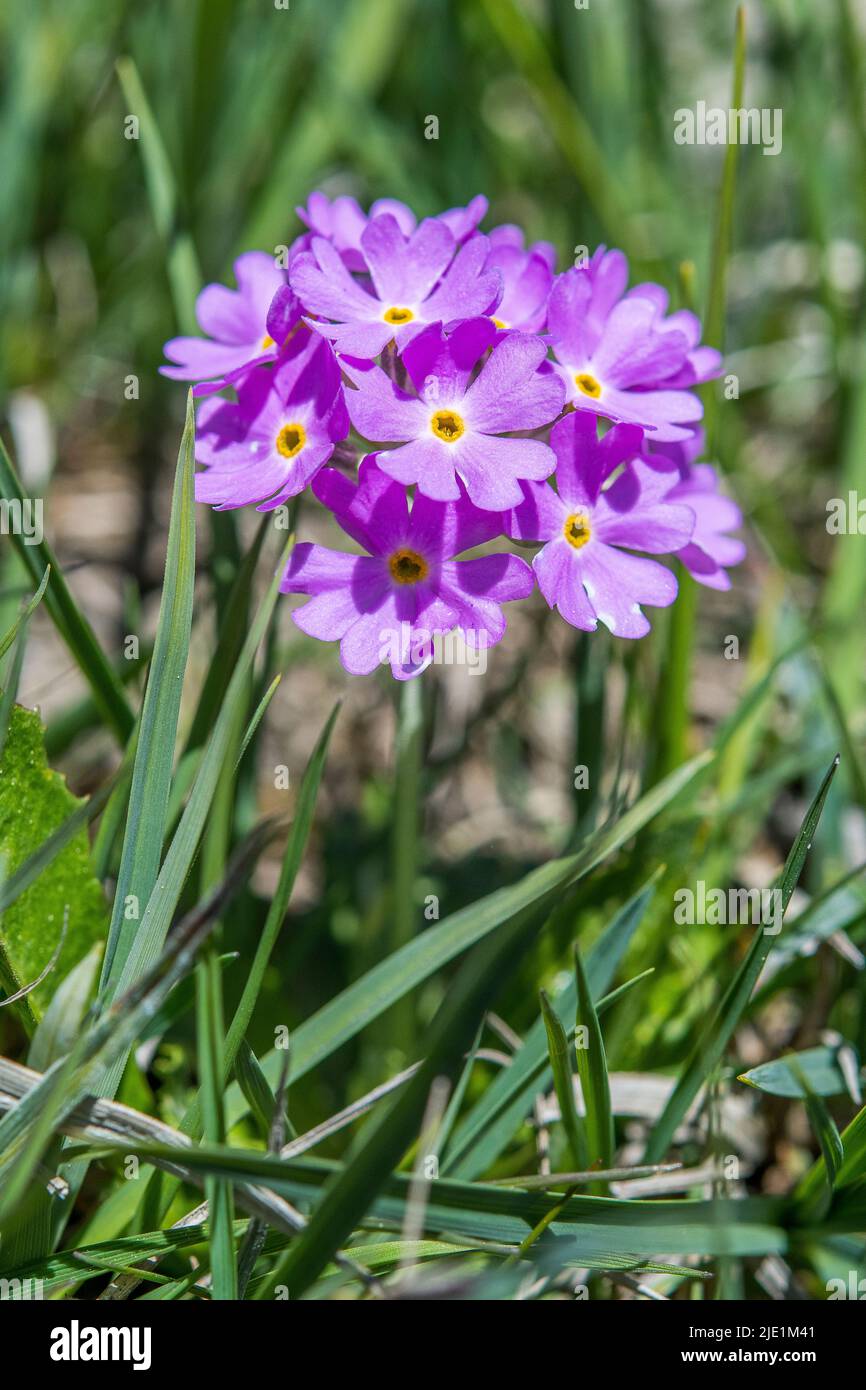 Primula farinosa, the bird's-eye primrose, is a small perennial plant ...