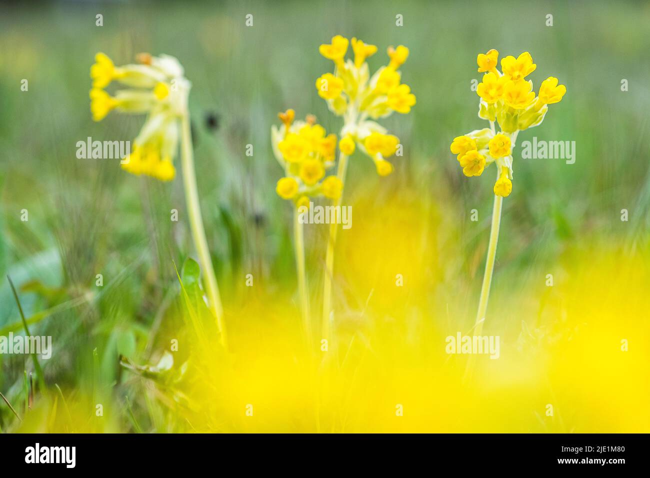 Primula veris, the cowslip, common cowslip, or cowslip primrose is a ...