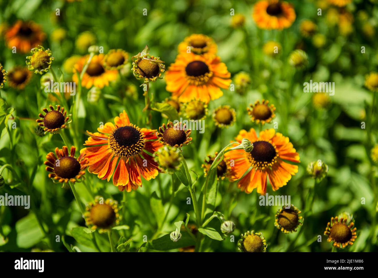 Helenium waltraut hi-res stock photography and images - Alamy