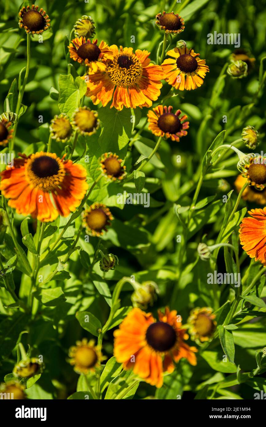 Sneezeweed waltraut hi-res stock photography and images - Alamy