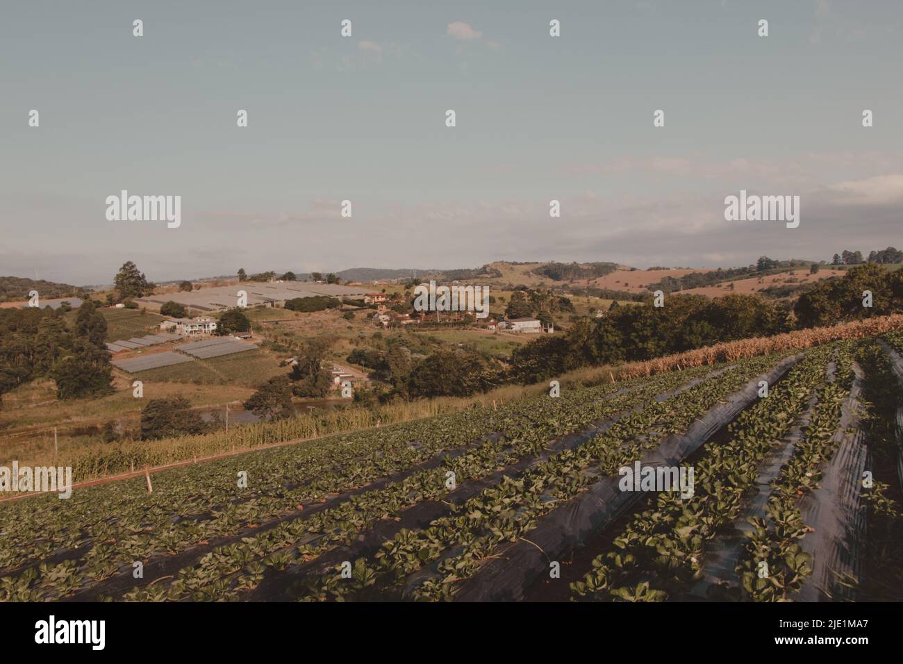 landscape of the lowland plantation on the hill Stock Photo - Alamy