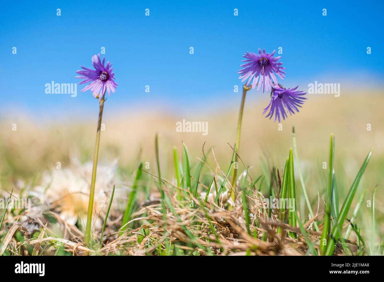 Soldanella alpina, the alpine snowbell or blue moonwort is a member of ...
