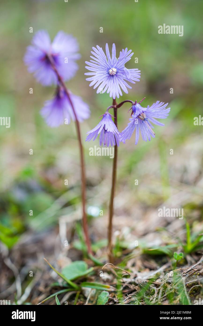 Alpine snowbell blue moonwort soldanella hi-res stock photography and ...