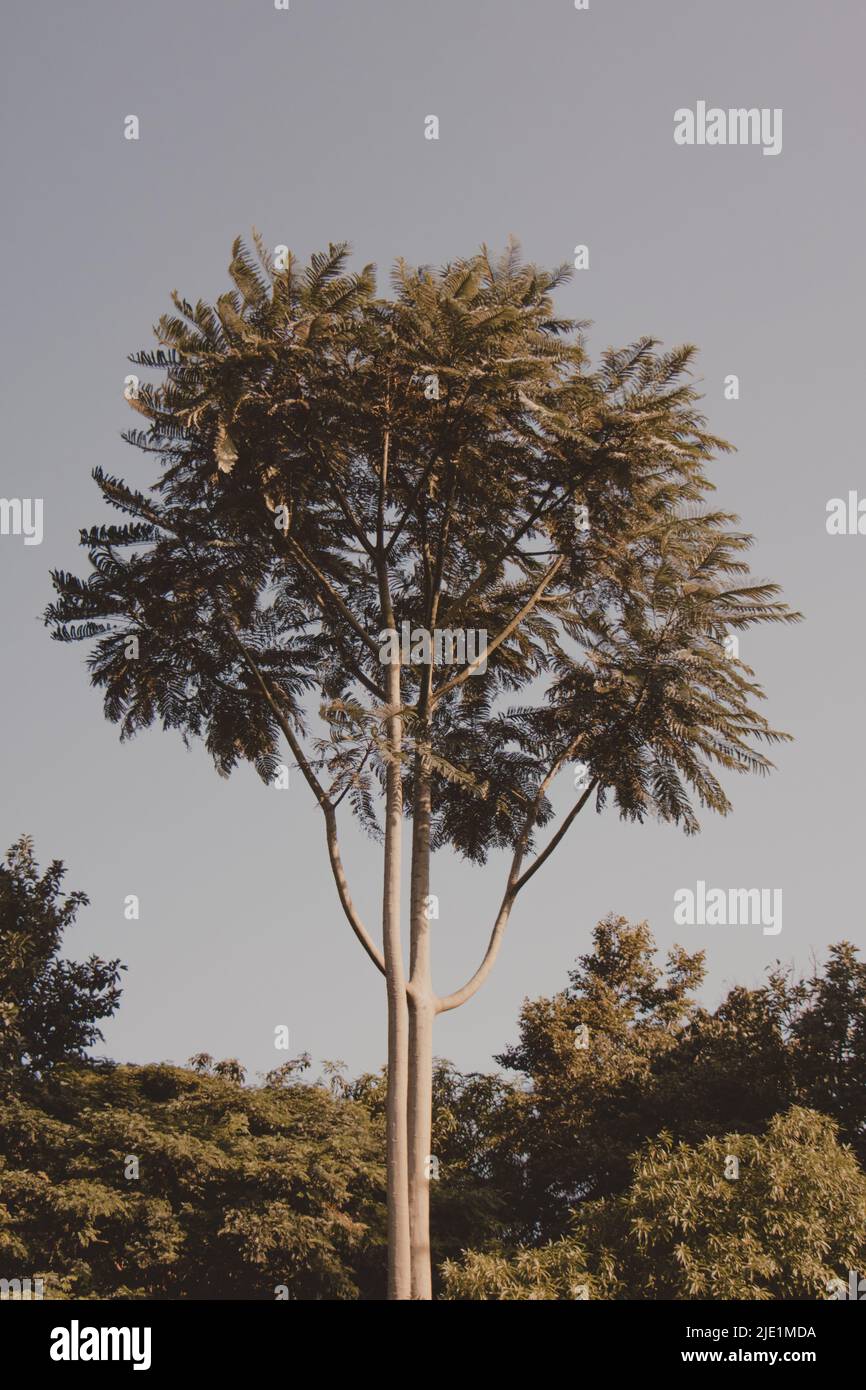 portrait of an imposing tree Stock Photo - Alamy