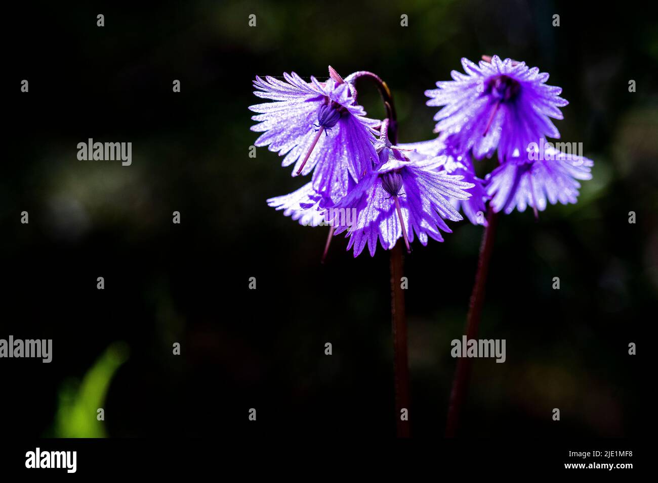 Soldanella alpina, the alpine snowbell or blue moonwort is a member of ...