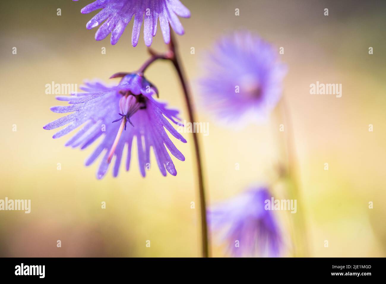 Soldanella alpina, the alpine snowbell or blue moonwort is a member of ...