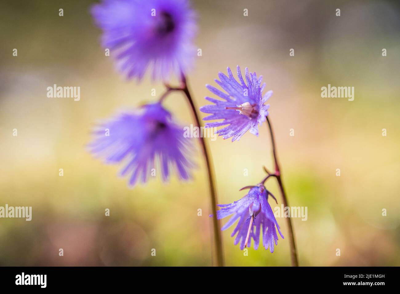Soldanella alpina, the alpine snowbell or blue moonwort is a member of ...