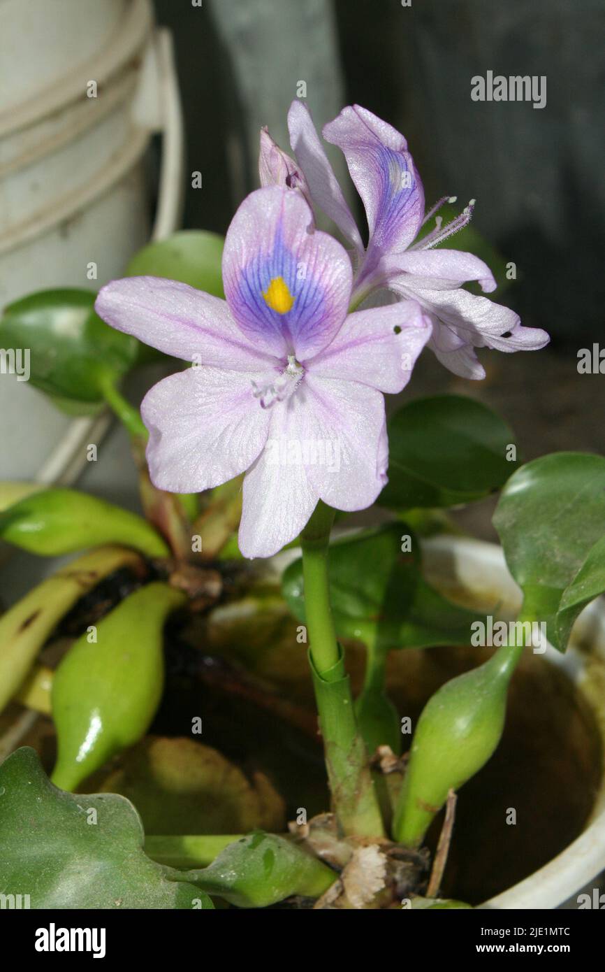 Normal flower hi-res stock photography and images - Alamy