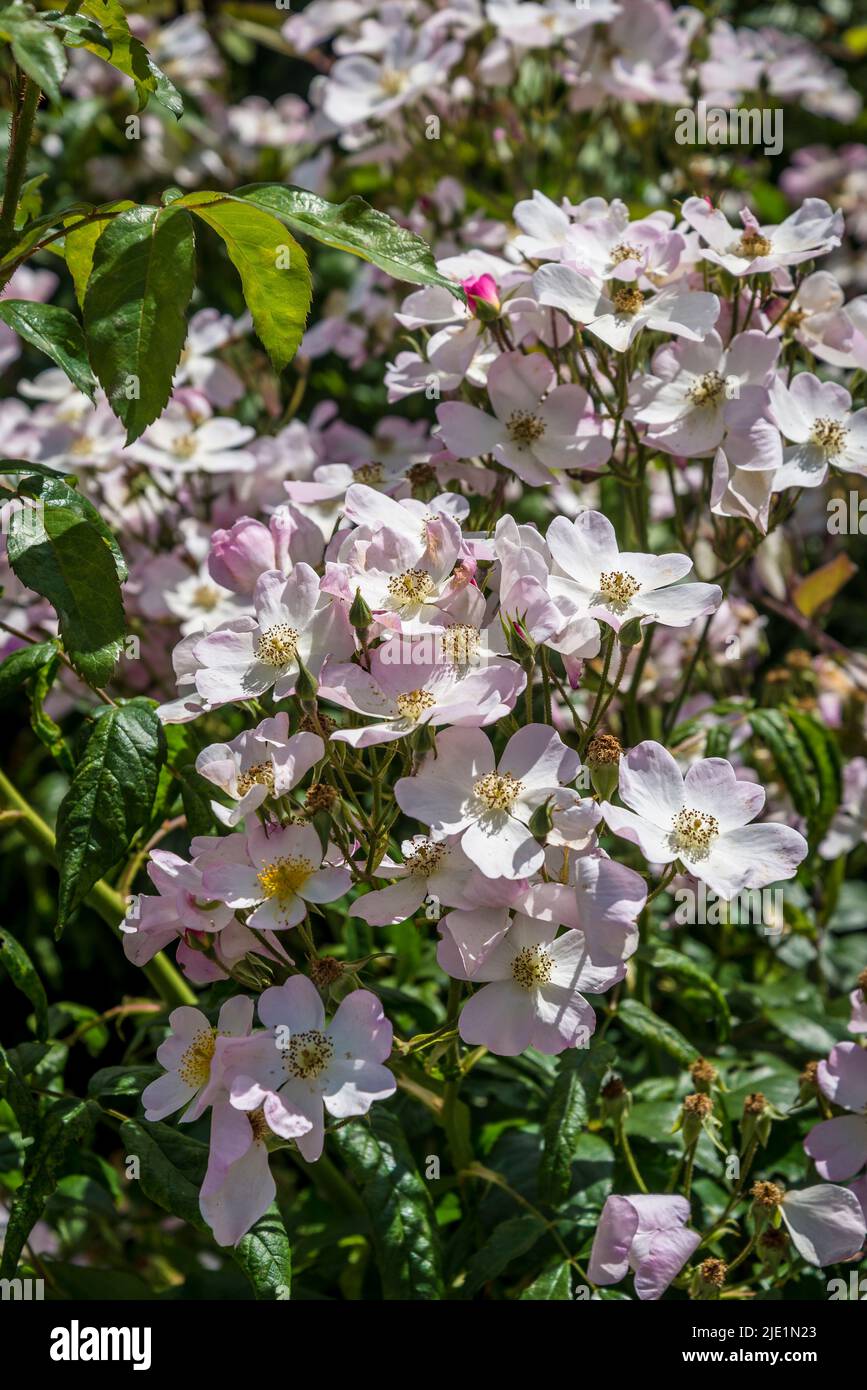 Rosa Lyda, Rose 'Letlyda' Stock Photo - Alamy