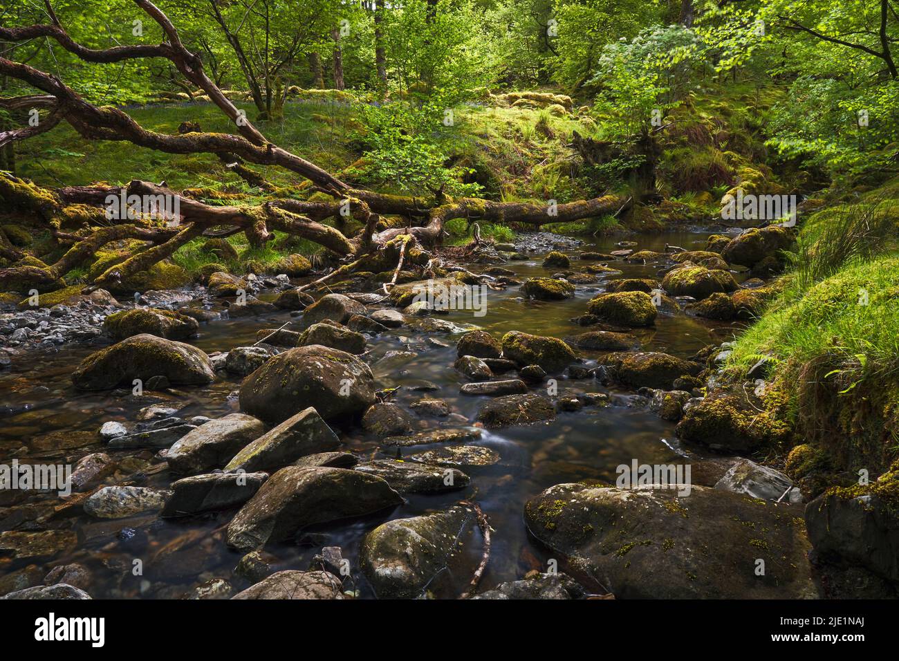 Stream and decaying tree in woodland scene Stock Photo - Alamy