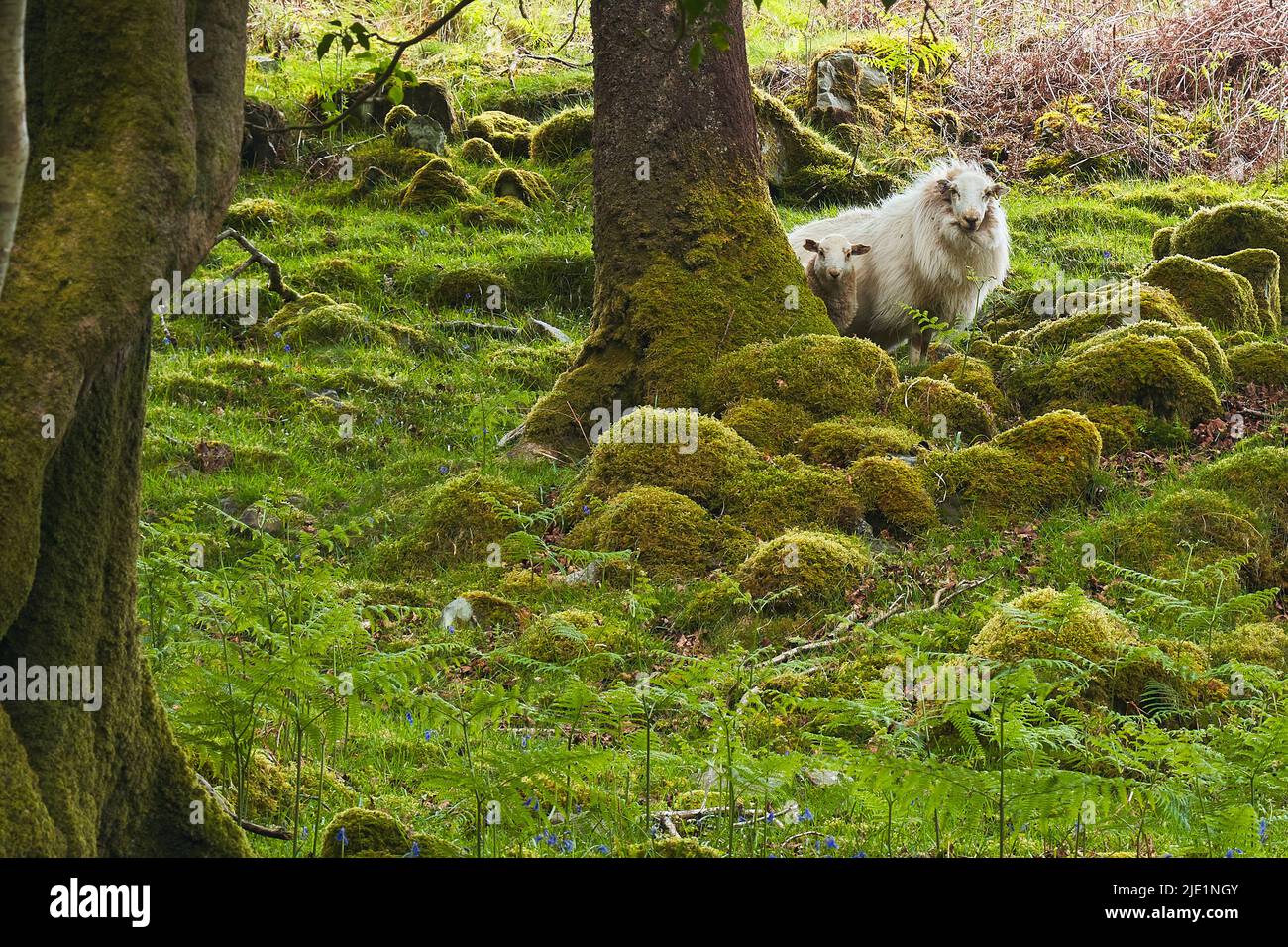 Tree with ewe and lamb hi-res stock photography and images - Alamy